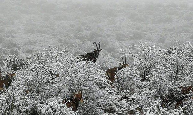 Giraffes in the snow