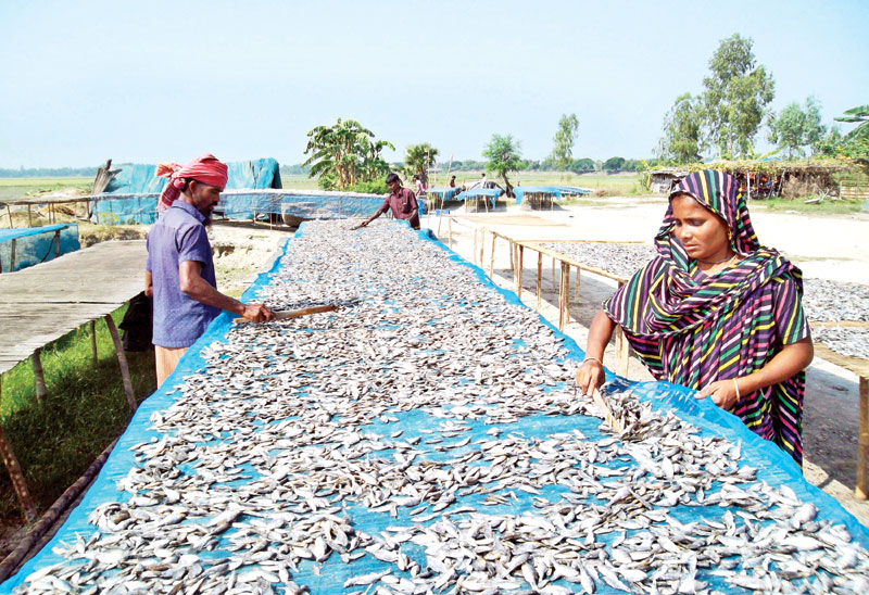 Dry fish business vibrant in Sirajganj