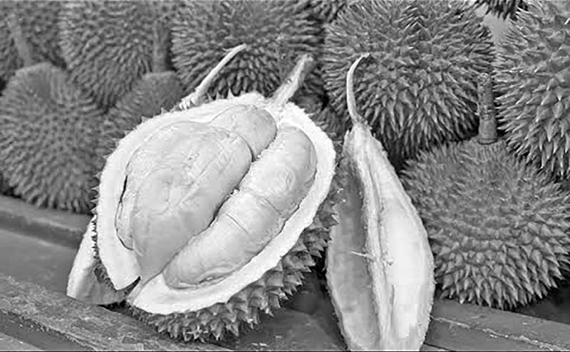 Malaysian durian trade battered as lockdown bites