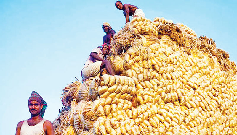Record jute price makes growers happy in Rajshahi