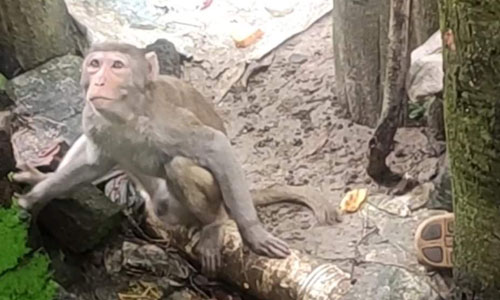Monkey attack creates panic at Baunia