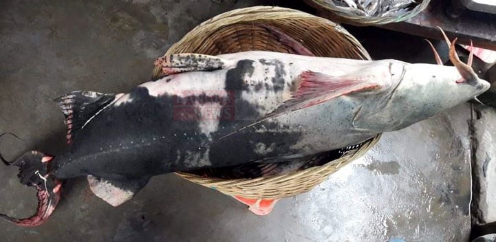 34 kg Baghair fish caught in Padma