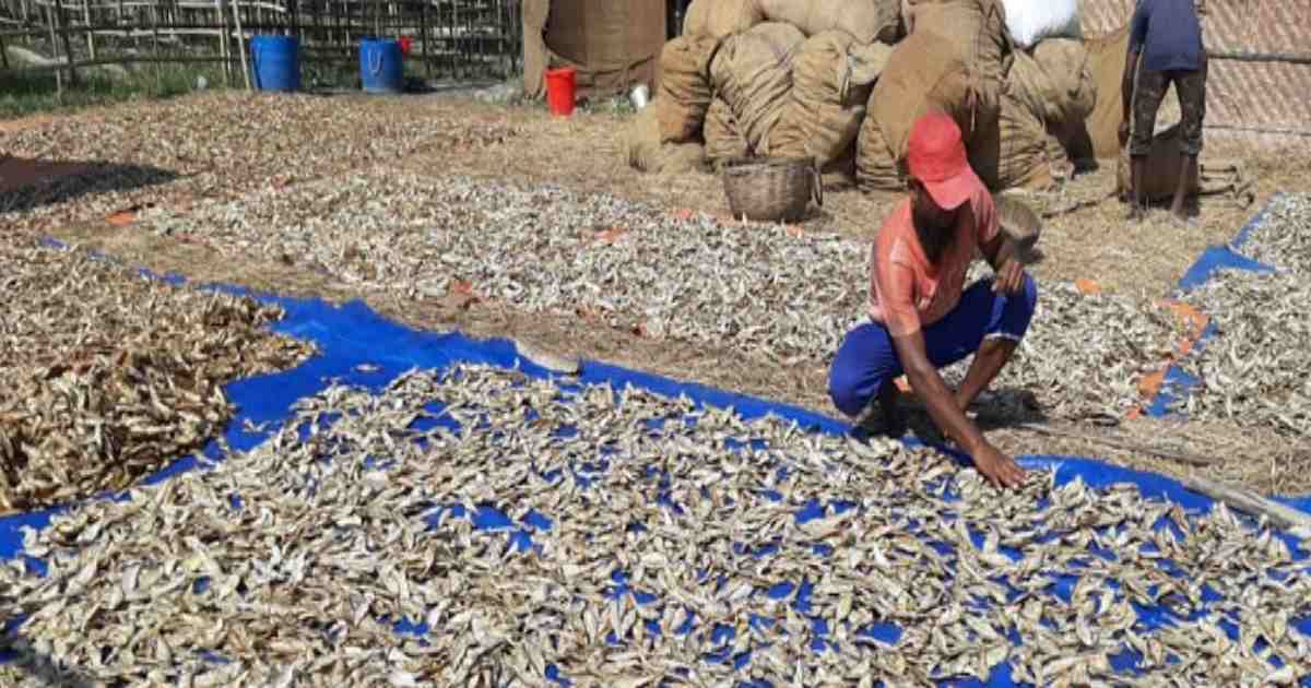 Dublar Char comes alive as Sutki fish season gets underway