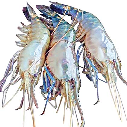 Galda shrimp fry successfully produced at Begumganj govt hatchery