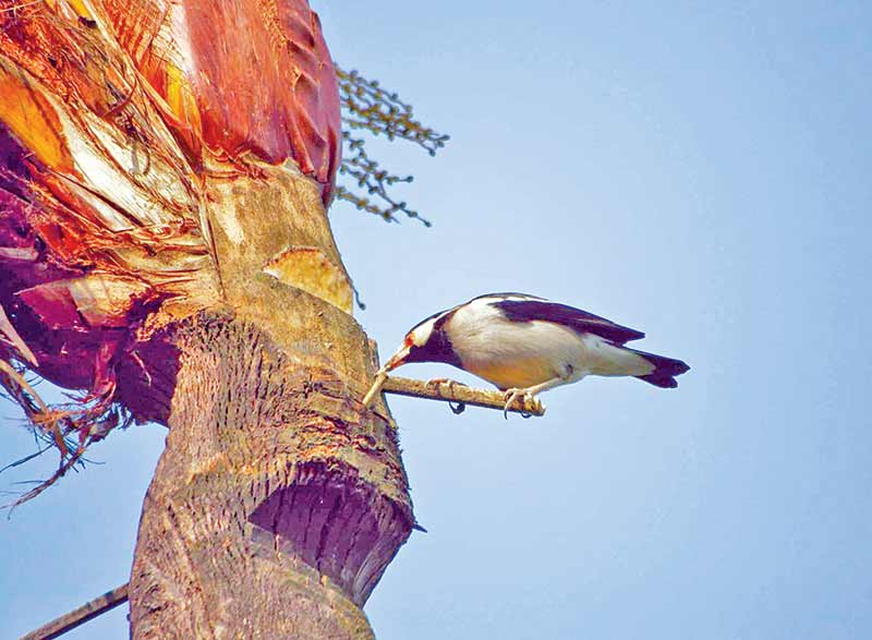 A wild bird drinking sap to its heart's content from a recently shaved ...