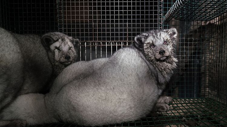 Finnish fur farm horror caught on video as industry fights ban