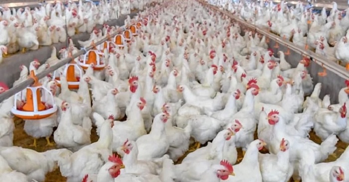 Punish broiler chicken market manipulators for looting Tk 1,000cr: CAB