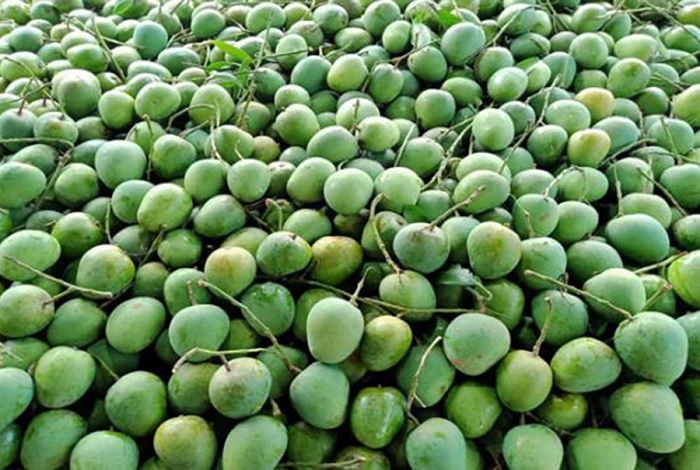 Mango growers, traders in Chuadanga disheartened as prices drop ...