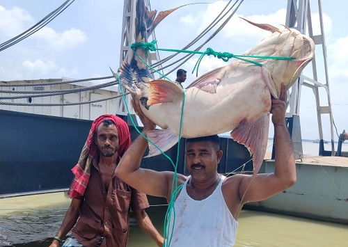 36 kg Baghair fish caught in Padma