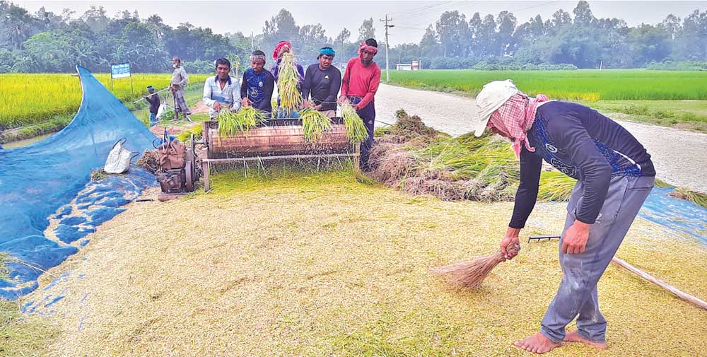 Advance Aman brings smile to Ghoraghat growers