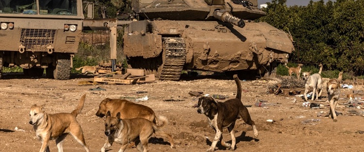 Stray dogs eat bodies on Gaza streets