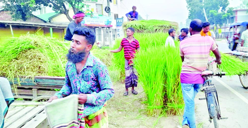 Demand for straw higher than paddy at Ghoraghat