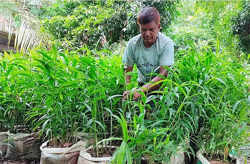 Farming of spicy crops on the rise in Sirajganj