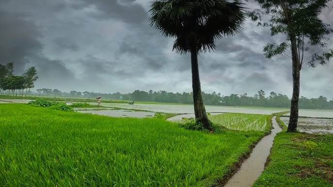 Rain, thunder showers likely across parts of Bangladesh as monsoon advances