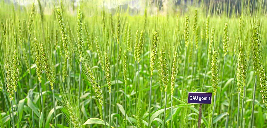 GAU develops first salt-tolerant wheat variety