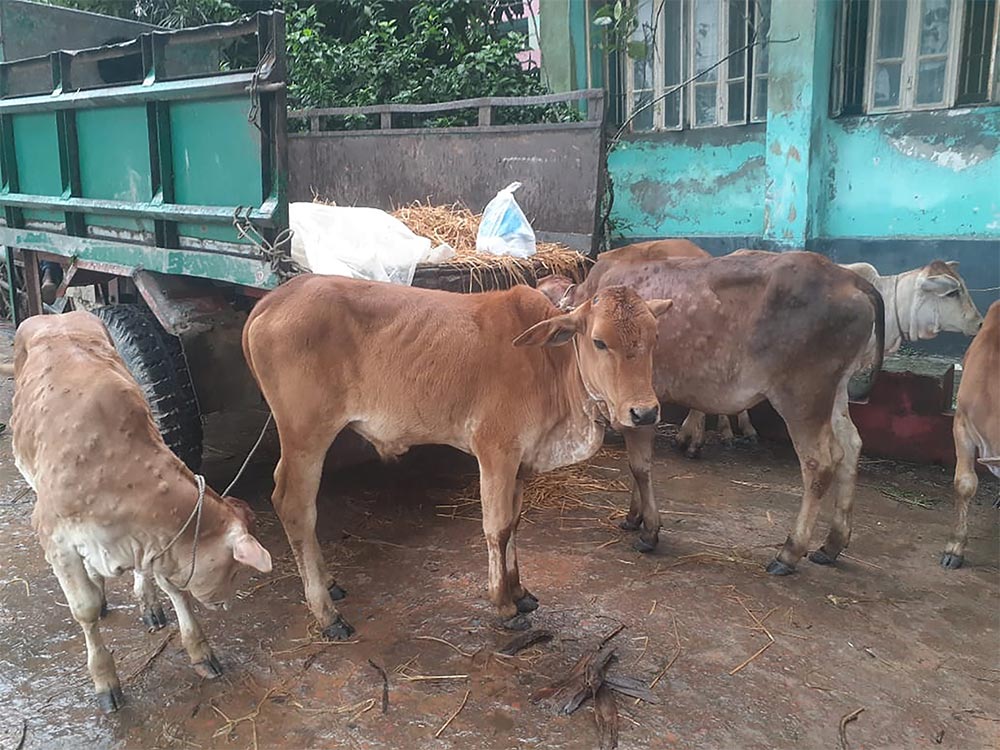 Lumpy skin disease affects 5,000 cows at Char Fasson Upazila